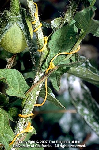 Image: Young Dodder Cuscuta Spp. Plant Parasitizing a Tomato. Credit ...