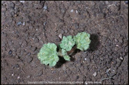 Image: Seedling of Alkali Mallow, Malvella Leprosa. Credit: Joseph M ...